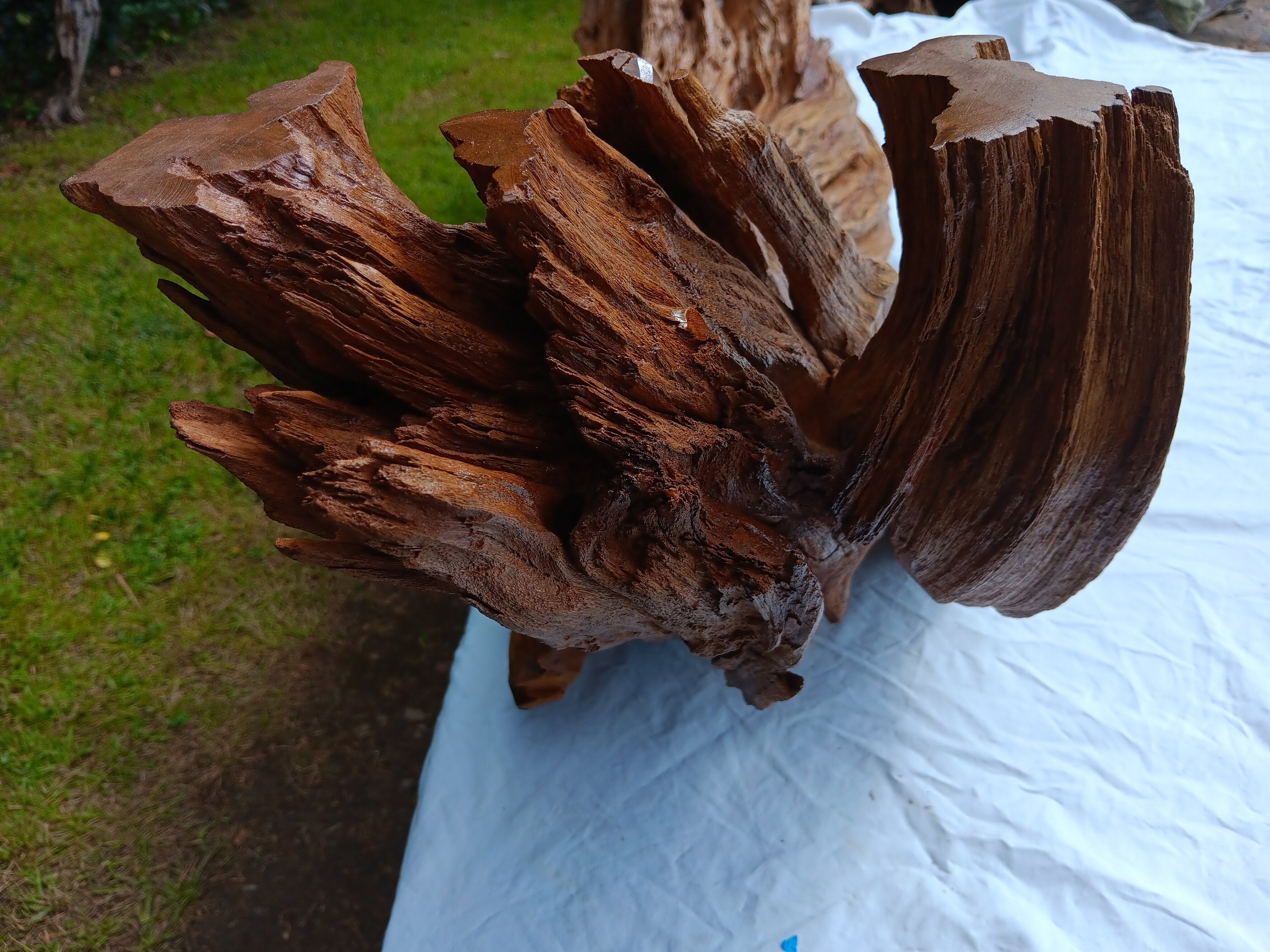 Mahogany Root Driftwood Coffee Table - Etsy