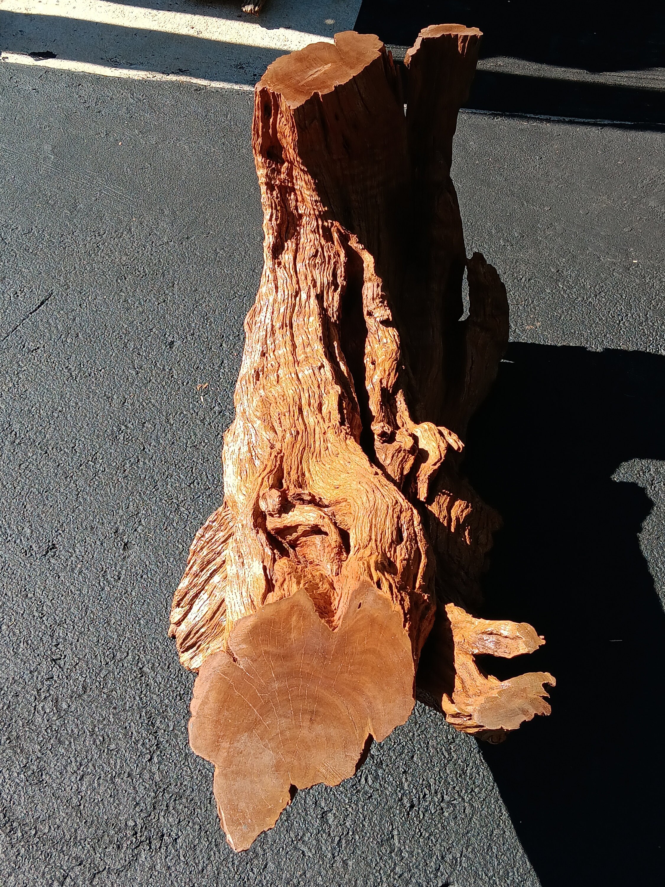 Oval Mahogany Root Driftwood Coffee Table - Etsy