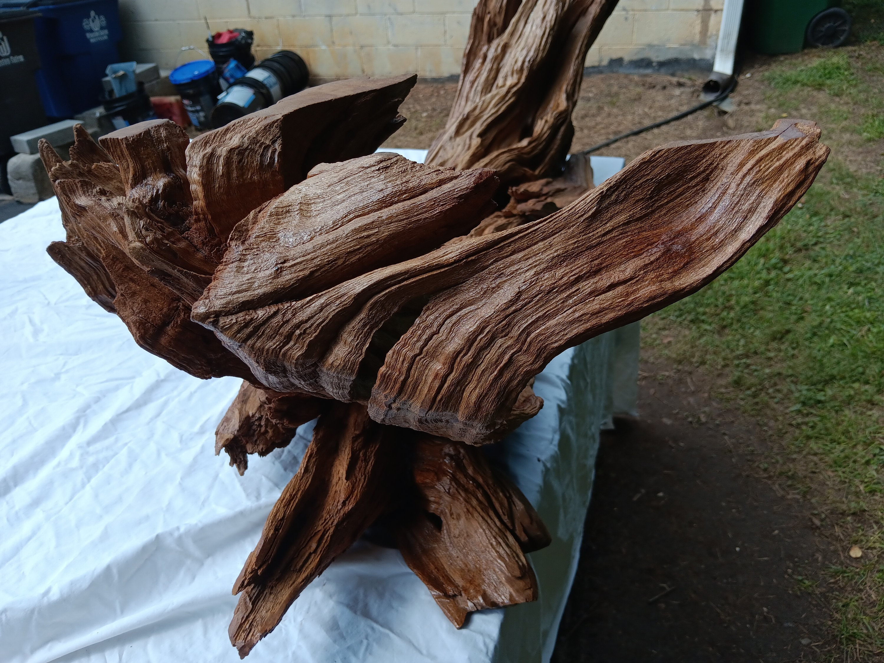 Mahogany Root Driftwood Coffee Table - Etsy