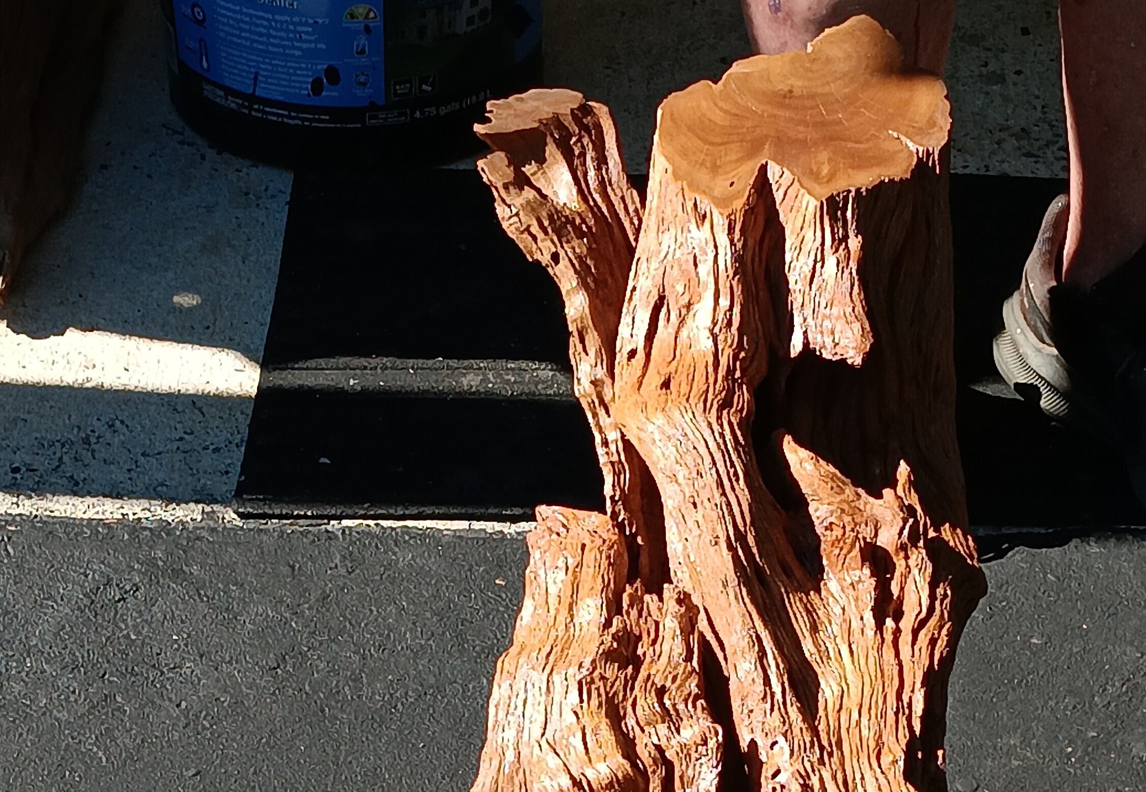 Oval Mahogany Root Driftwood Coffee Table - Etsy