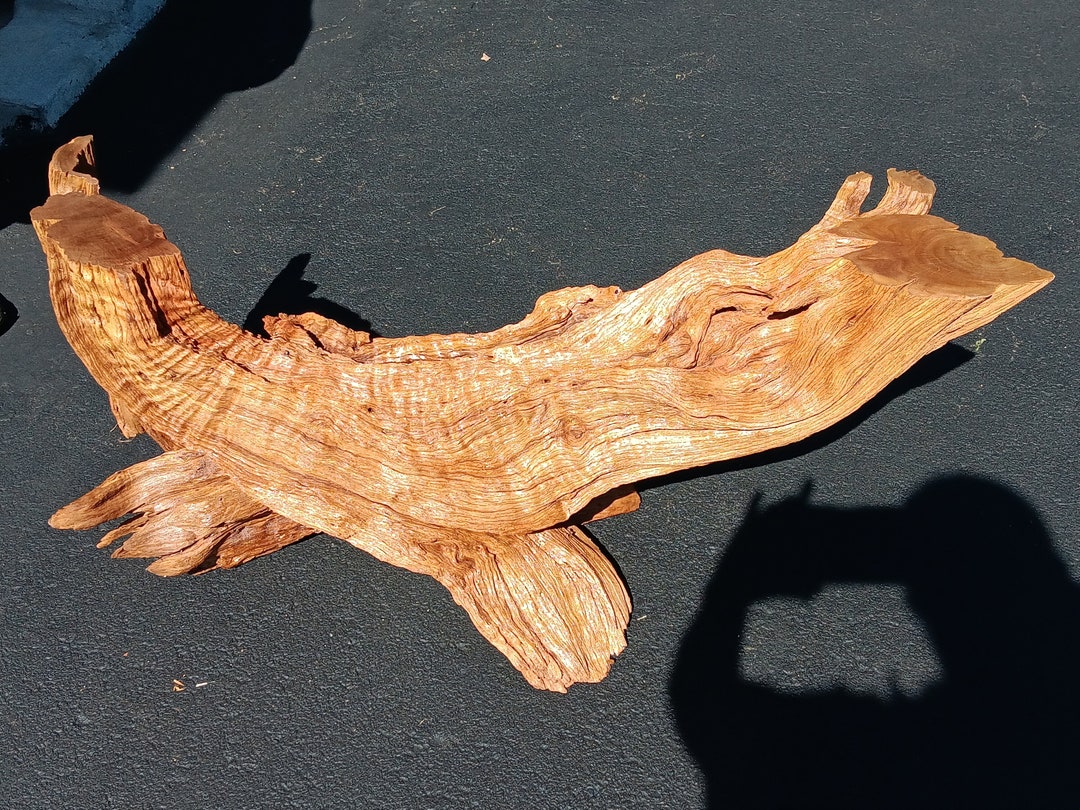 Oval Mahogany Root Driftwood Coffee Table - Etsy