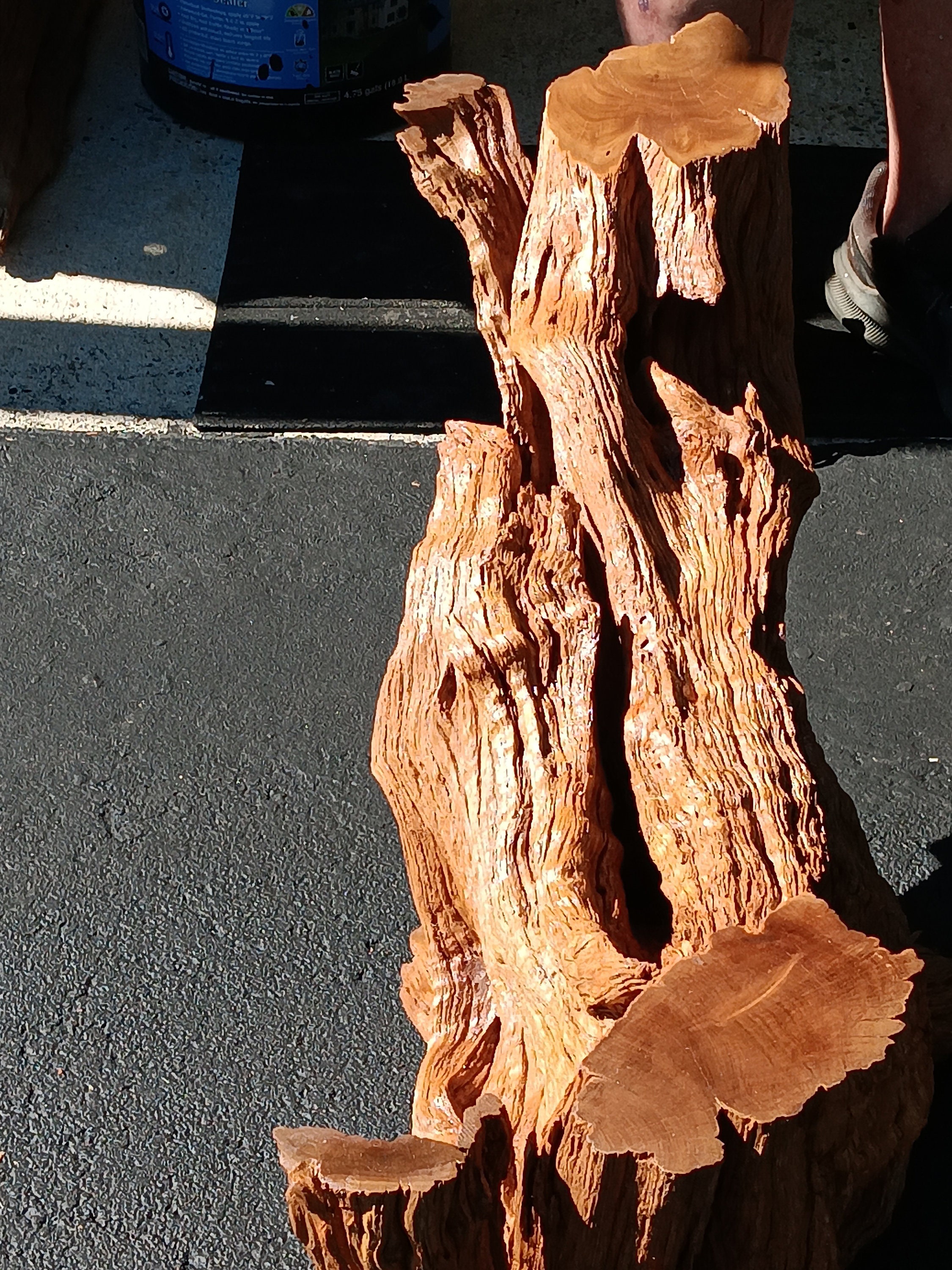 Oval Mahogany Root Driftwood Coffee Table - Etsy