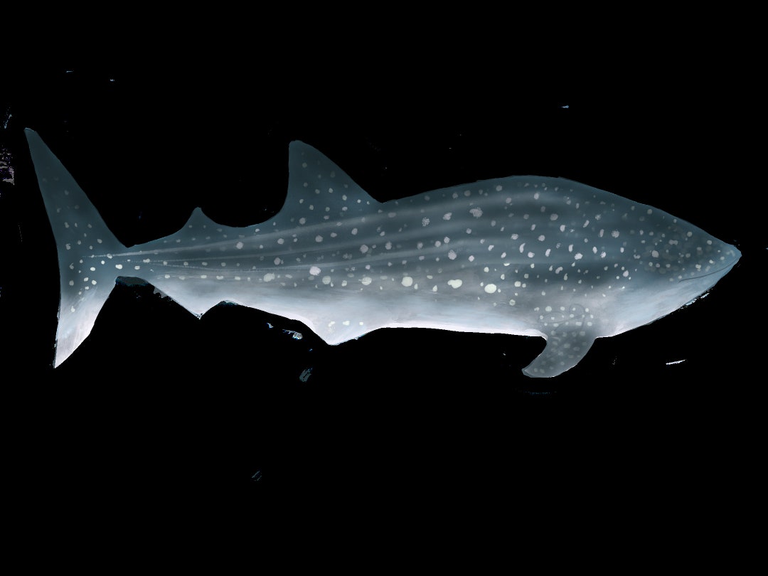 Cute Whale Shark/digital Download - Etsy