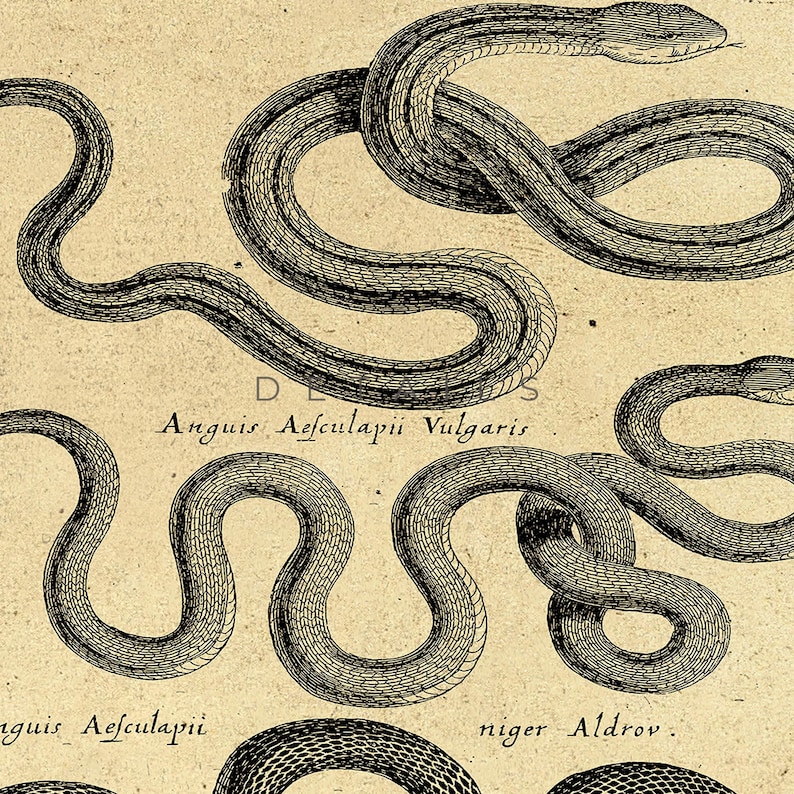 Vintage Snake Print: Gothic Wall Art, Dark Academia Decor - Etsy