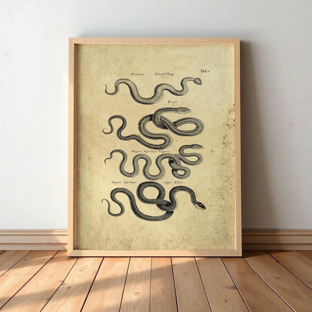 Vintage Snake Art - Gothic Wall Decor, Dark Academia Aesthetic Print ...