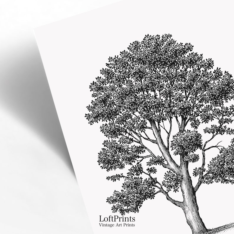 Minimalist Tree Drawing Farmhouse Art Vintage Cottage - Etsy