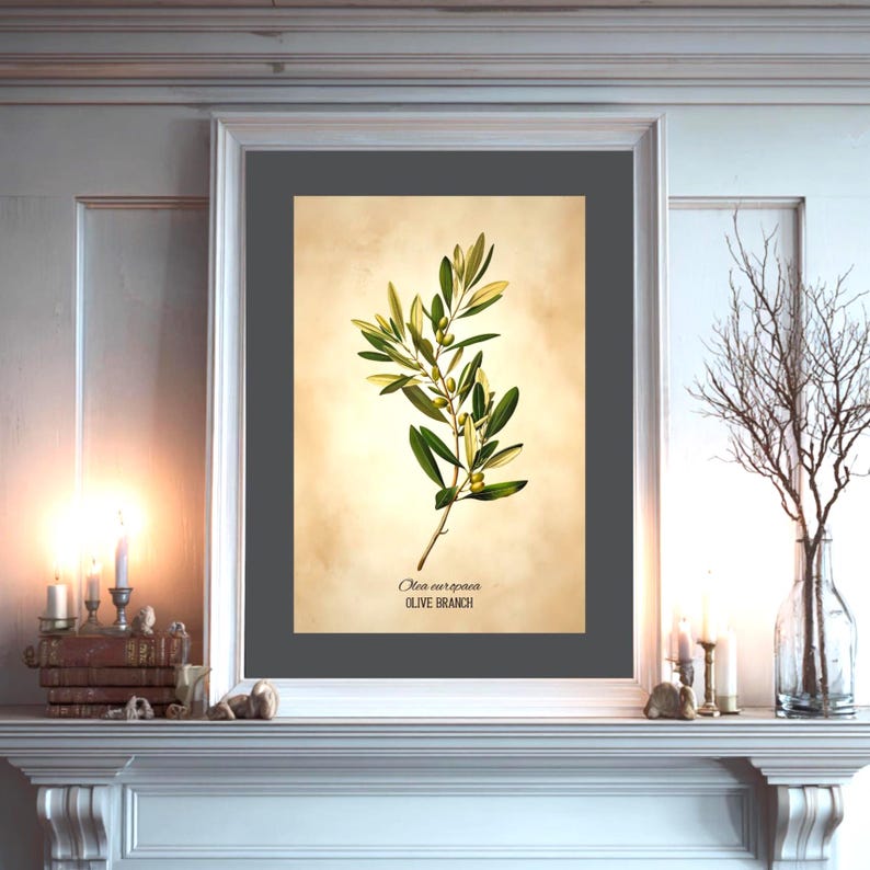 Olive Branch Art Print | Symbol of Peace Art - Olea Europaea Botanical ...