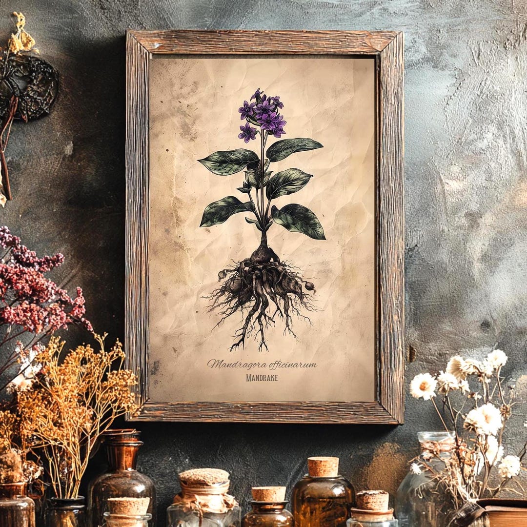 Mandrake Print | Vintage Witch Spell Art | Dark Medieval Botanical ...