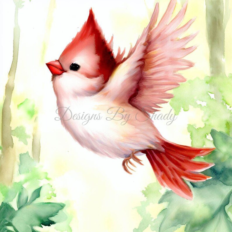 14 Baby Cardinal Birds Clipart Pngs, Commercial Use Digital Download ...