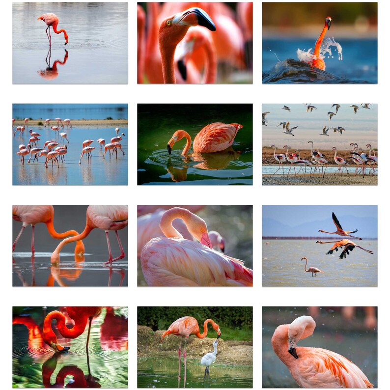 Flamingo 2024 Wall Calendar ID:W24077 - Etsy