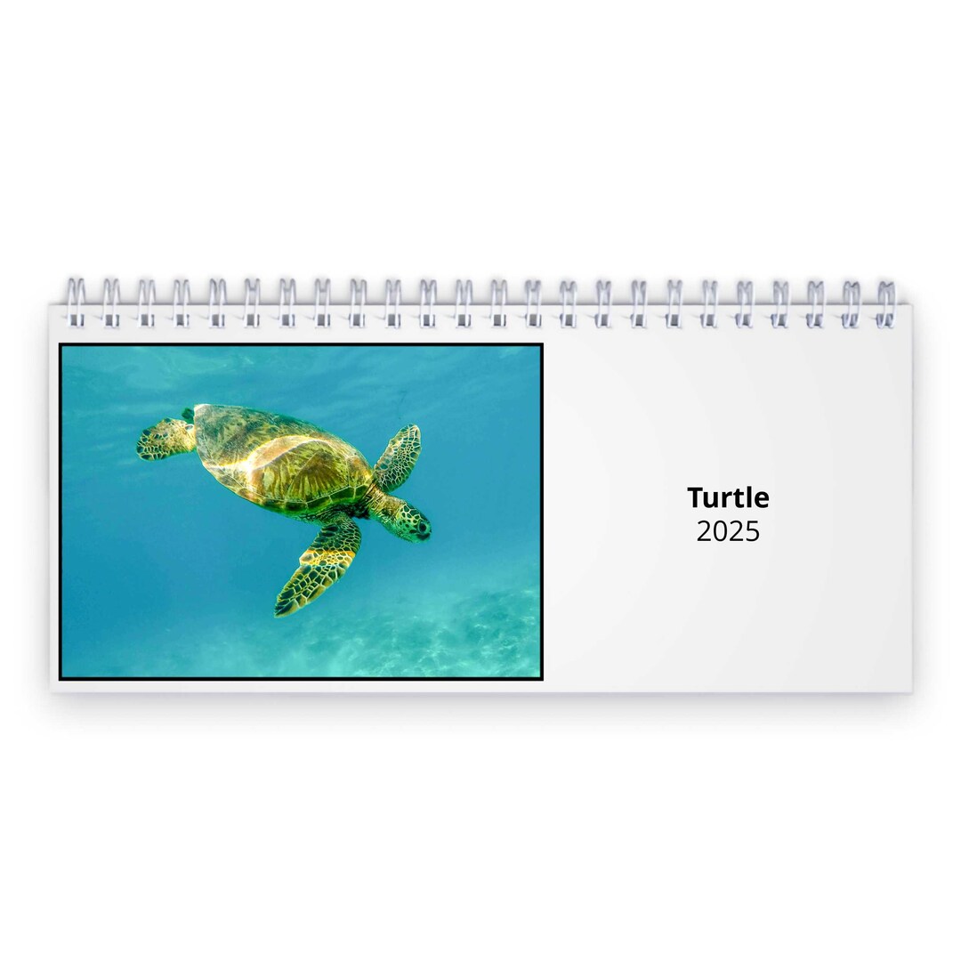 Turtle 2025 Desk Calendar ID:D25048 - Etsy