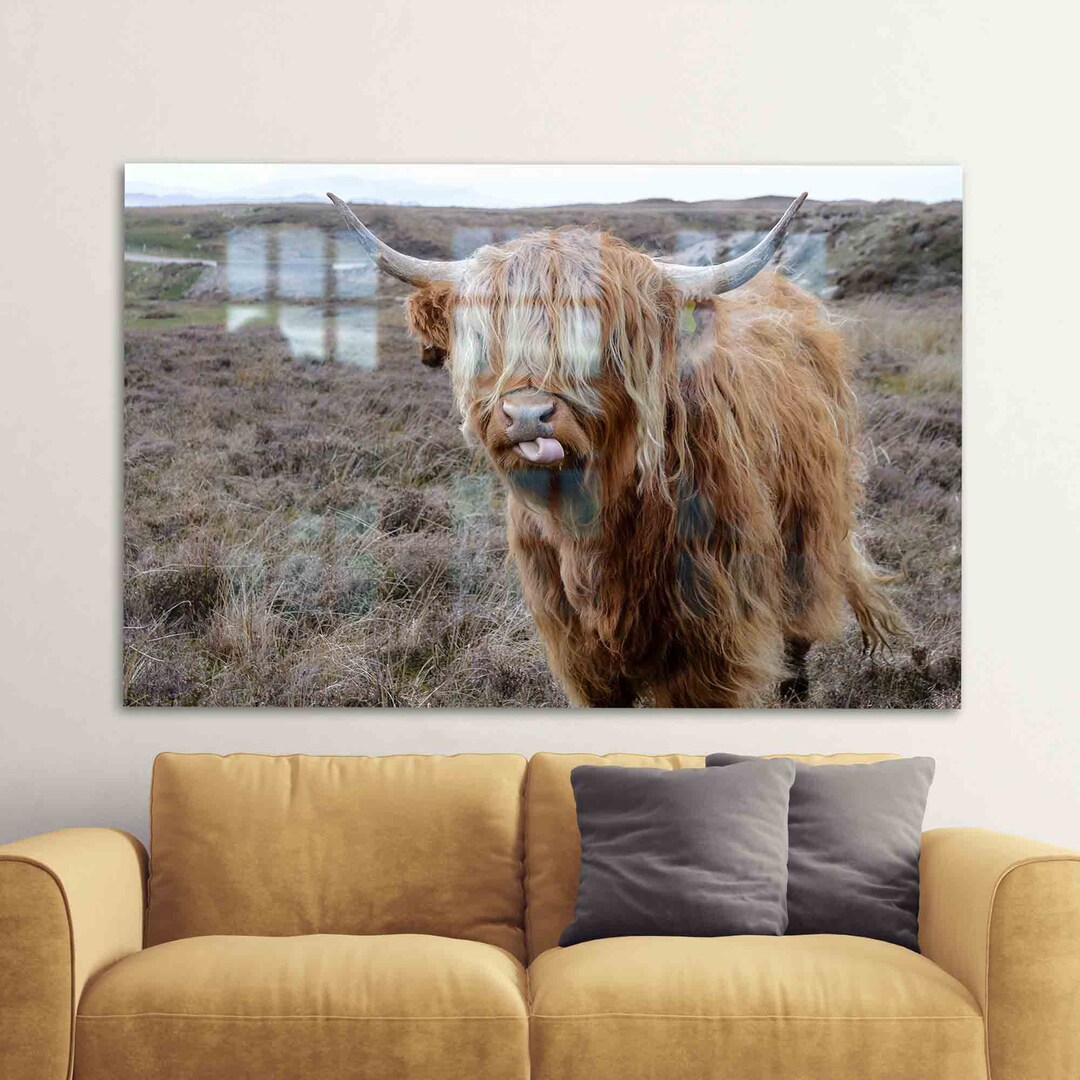 Scottish Highland Wall Art, Cattle Wall Art, Cow Wall Decor, Tempered ...