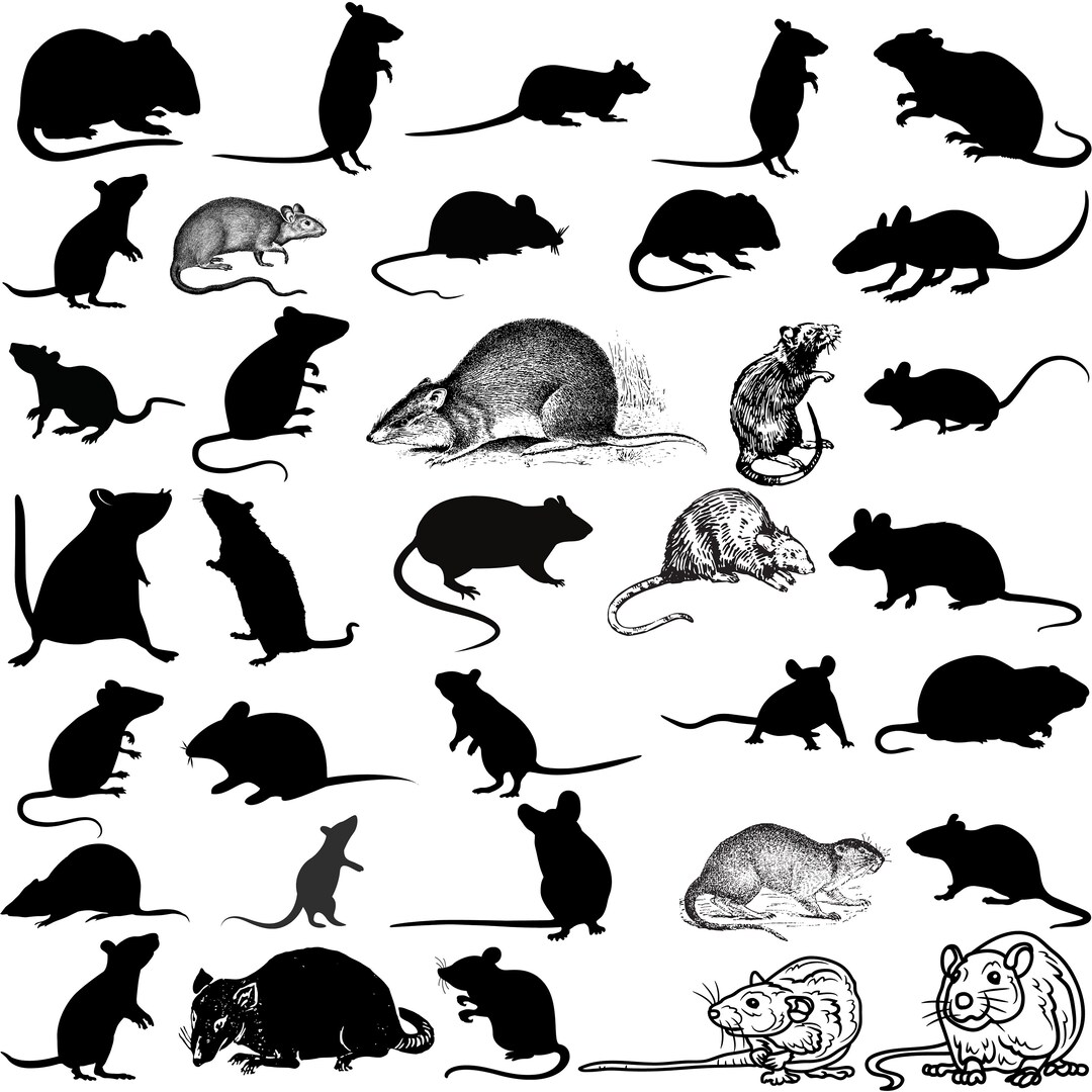 Rat SVG Bundle, Rats Svg, Rat Dxf, Rat Png, Rat Eps, Rat Vector, Rat ...