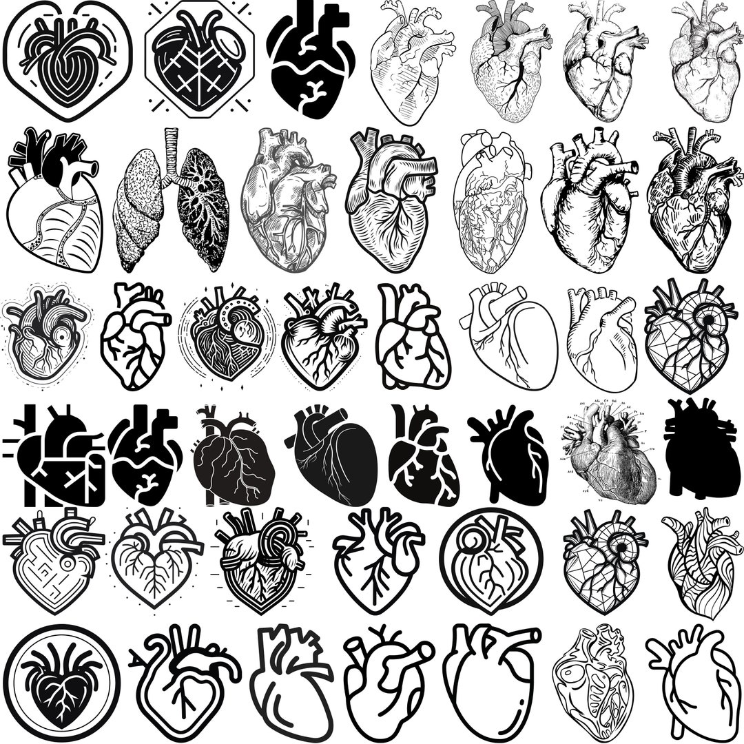 Anatomical Heart SVG Bundle Heart Svg Cardiac Svg Human - Etsy