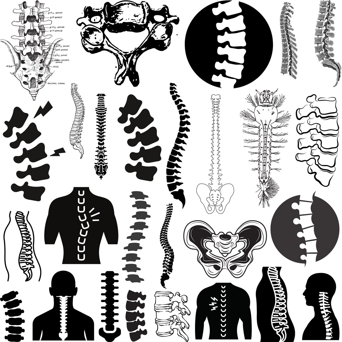 Spine SVG Bundle Anatomy Spine Svg Human Spine Svg - Etsy Canada