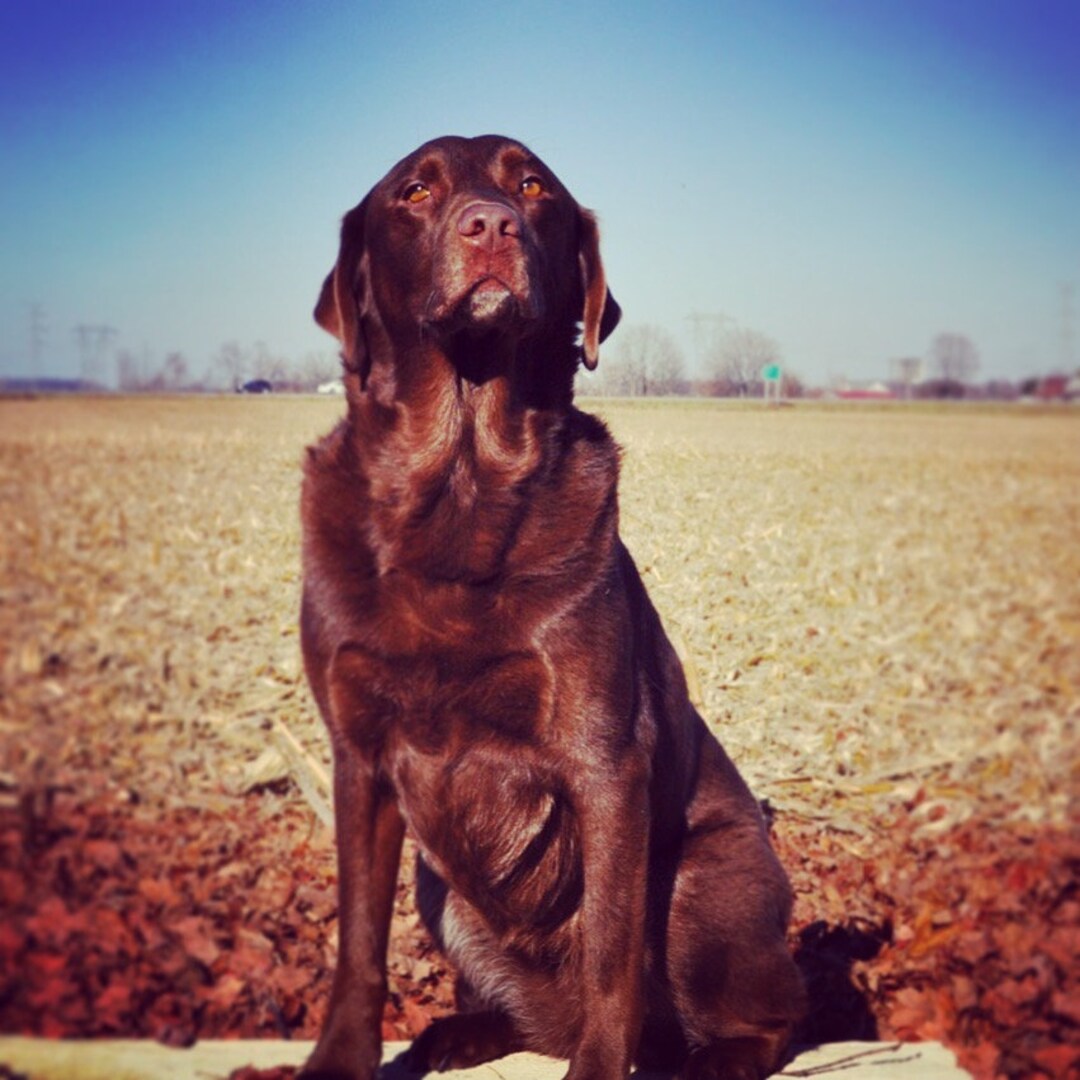 Professional Puppy Binder - Etsy