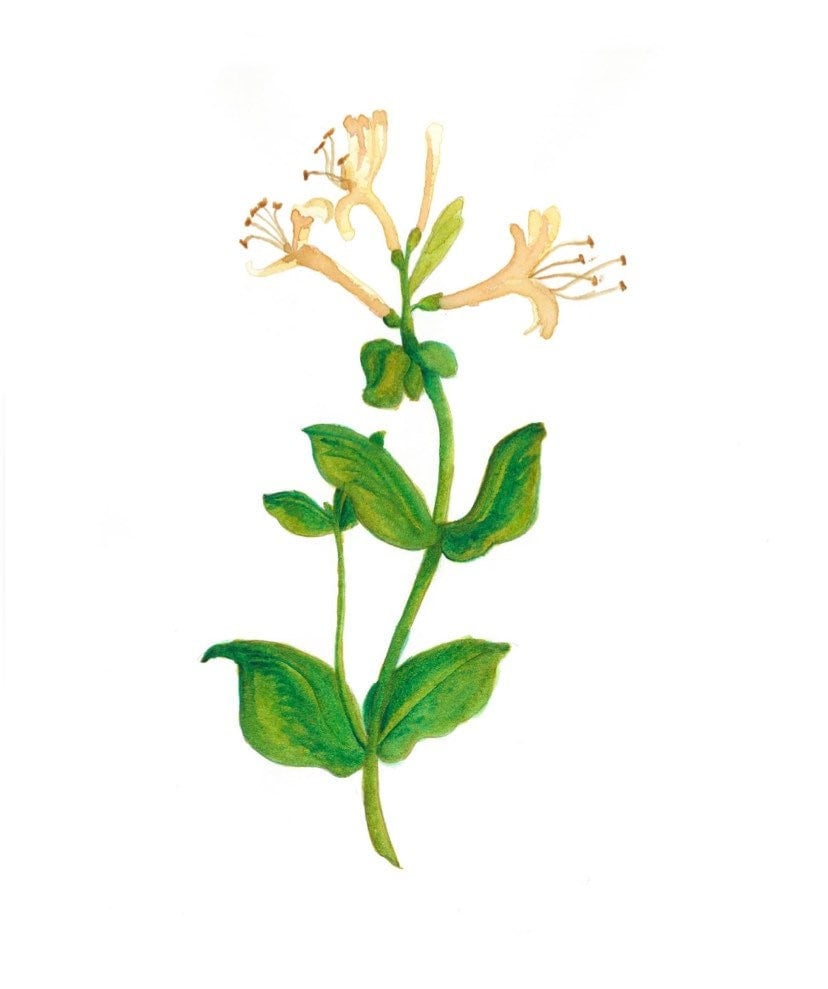 Honeysuckle - Print 8x10 - Etsy