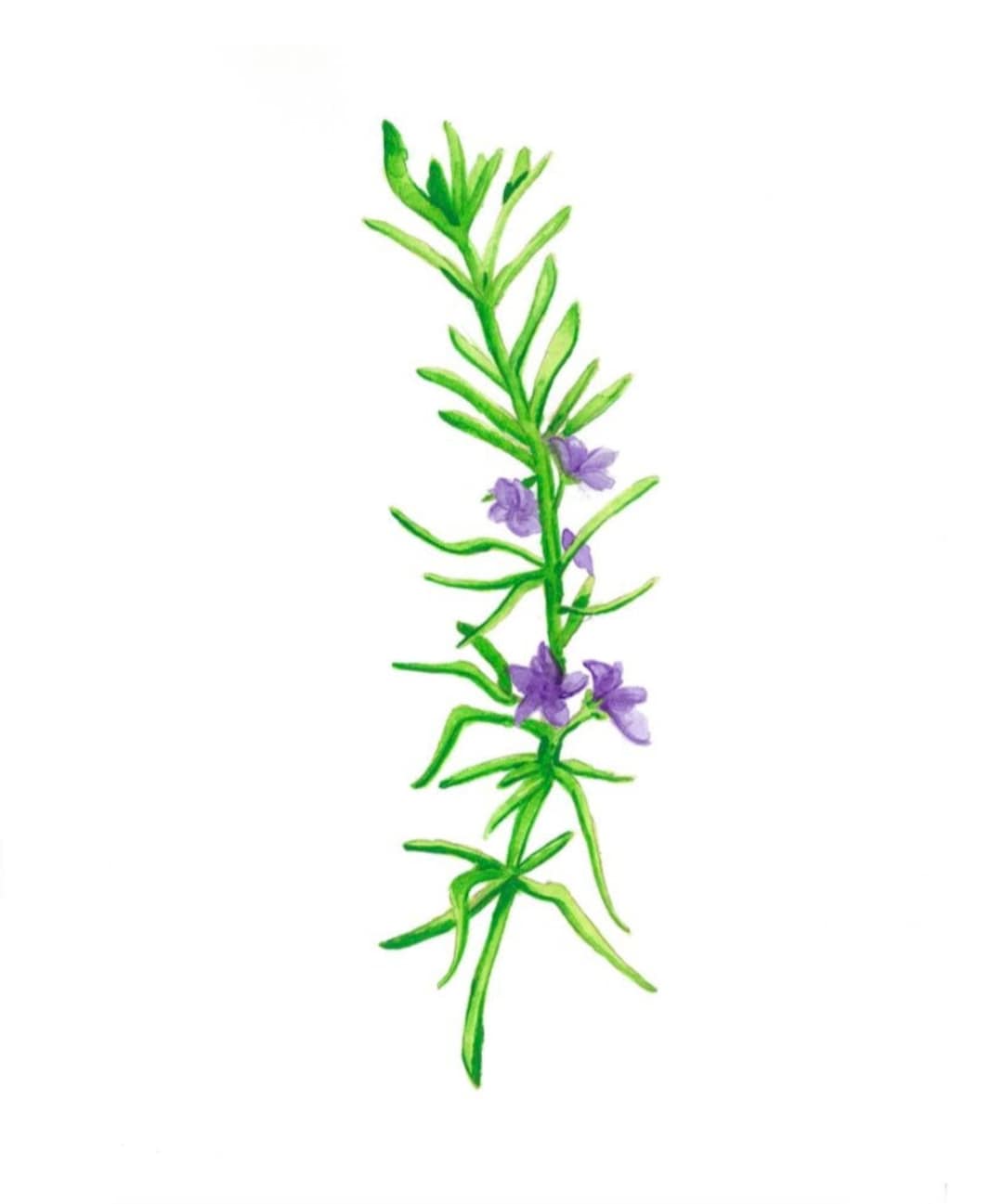 Rosemary Print 8x10 - Etsy