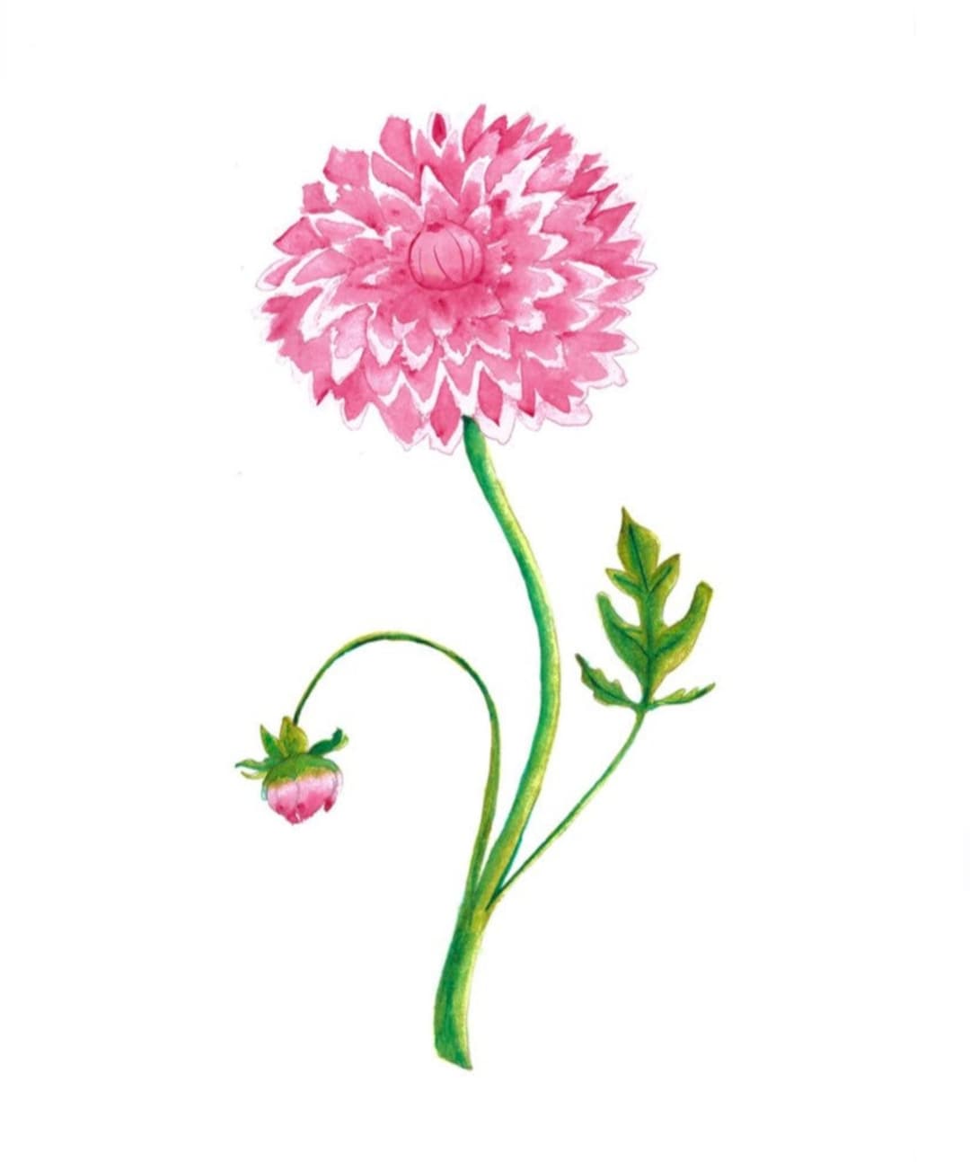 Dahlia - Print 8x10 - Etsy