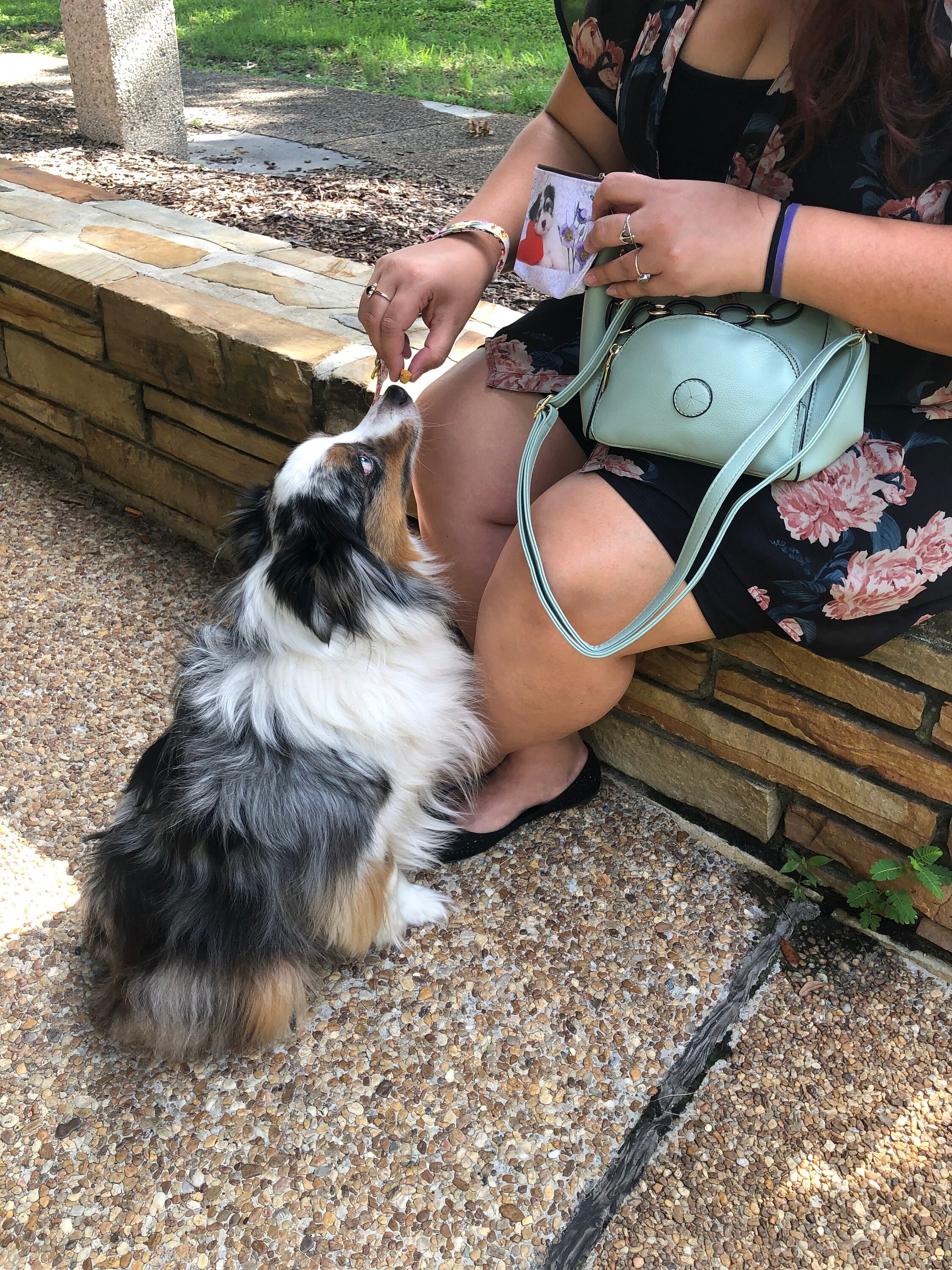 Dog Walking Bag - Dog Treat Pouch - Dog Poop Bag Dispenser - Dog Treat ...