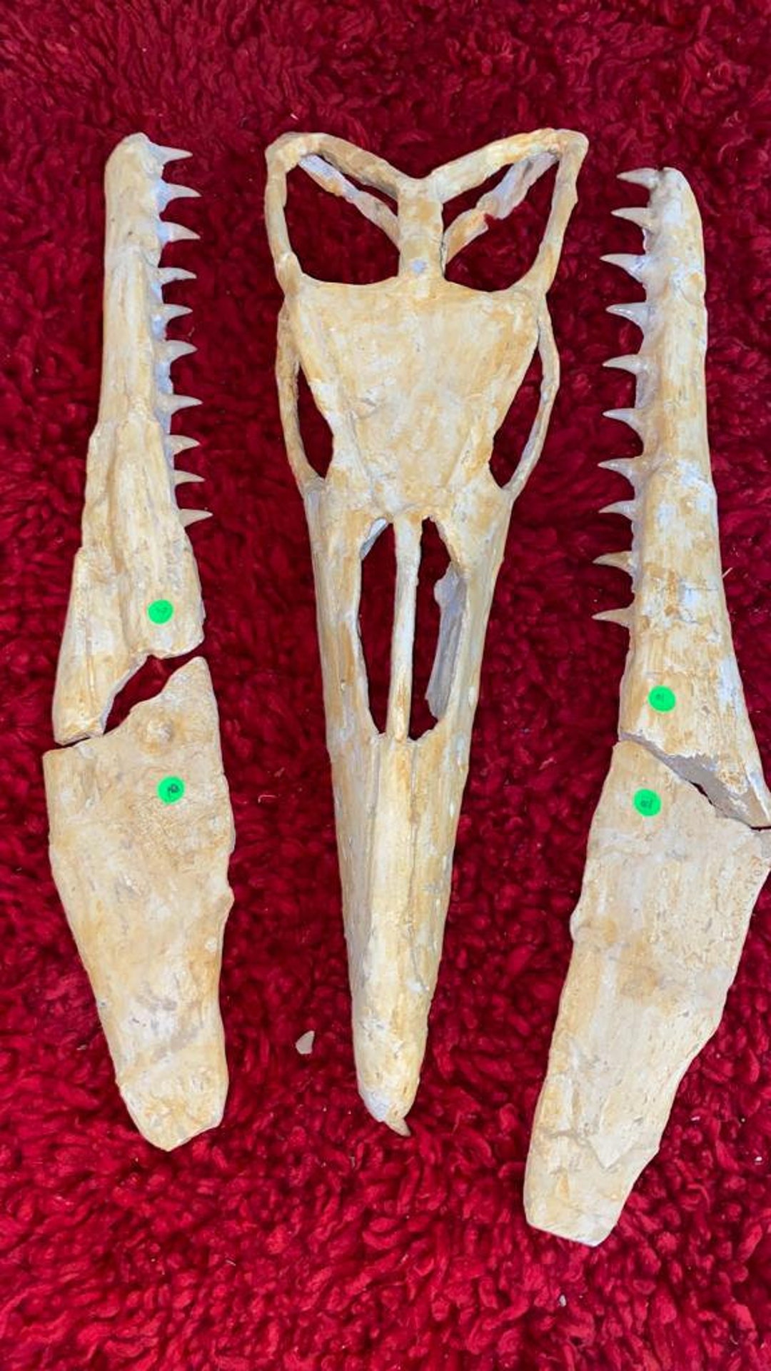 Amazing Mosaic Skull of Morocco's Best Fossil Reptile - Etsy