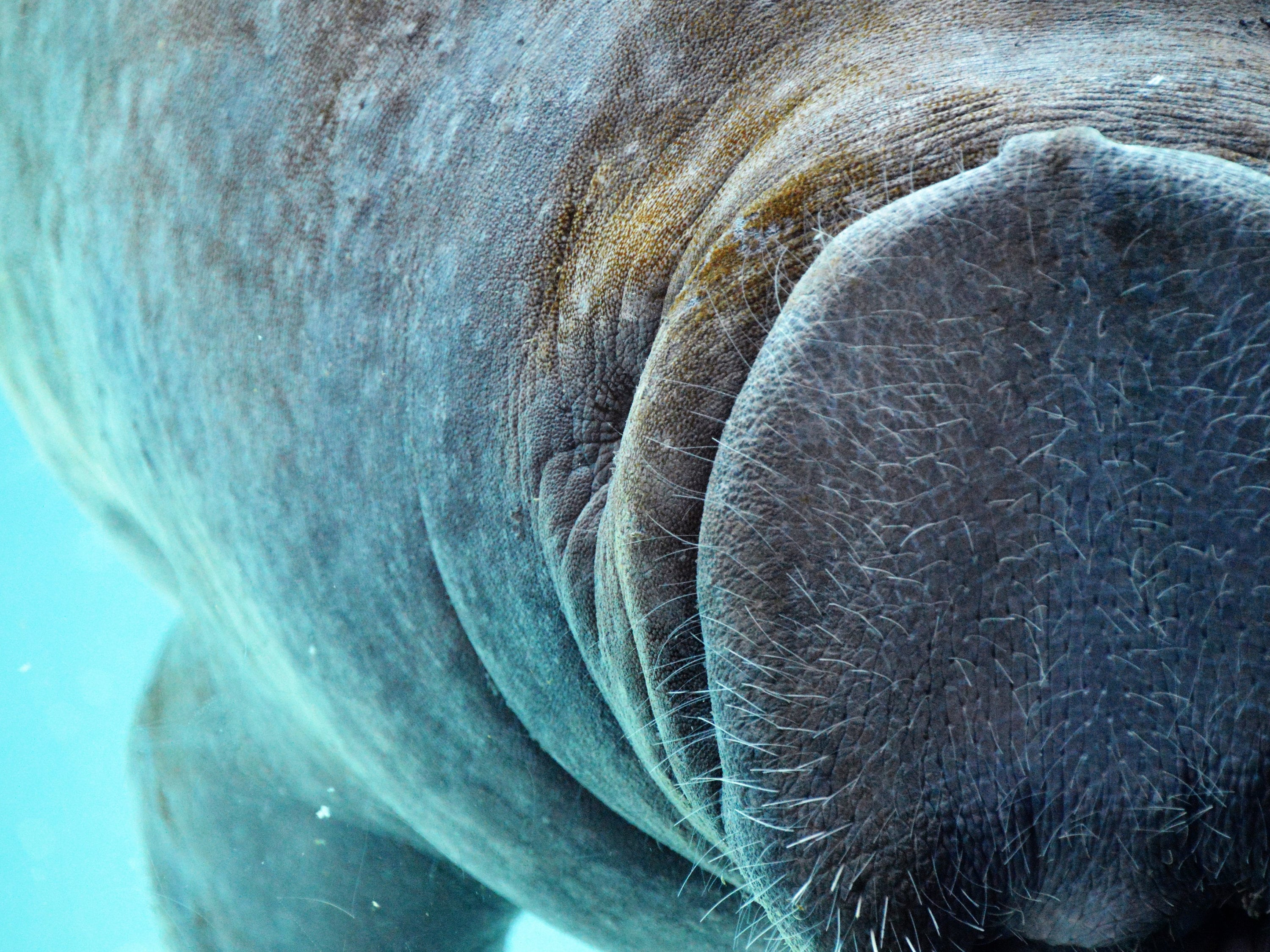 Cute Manatee Kiss