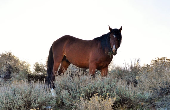 Virginia Range Wild Horse-original Photography-instant Digital | Etsy