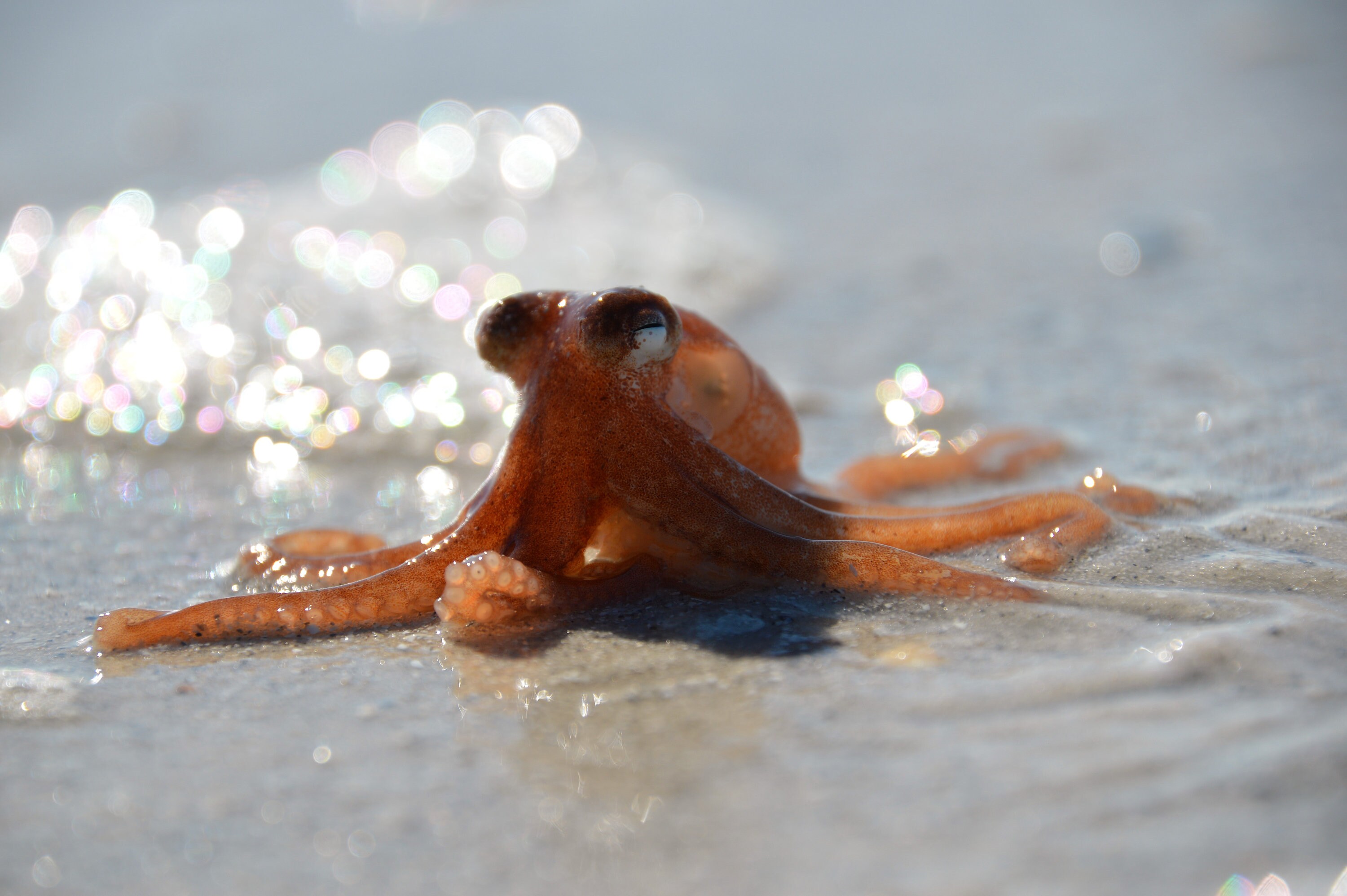 Baby Giant Pacific Octopus