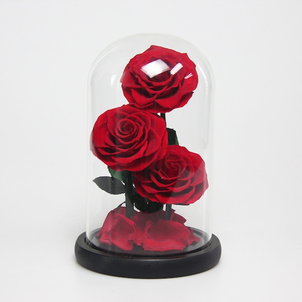 Rose in Glass Dome - Etsy