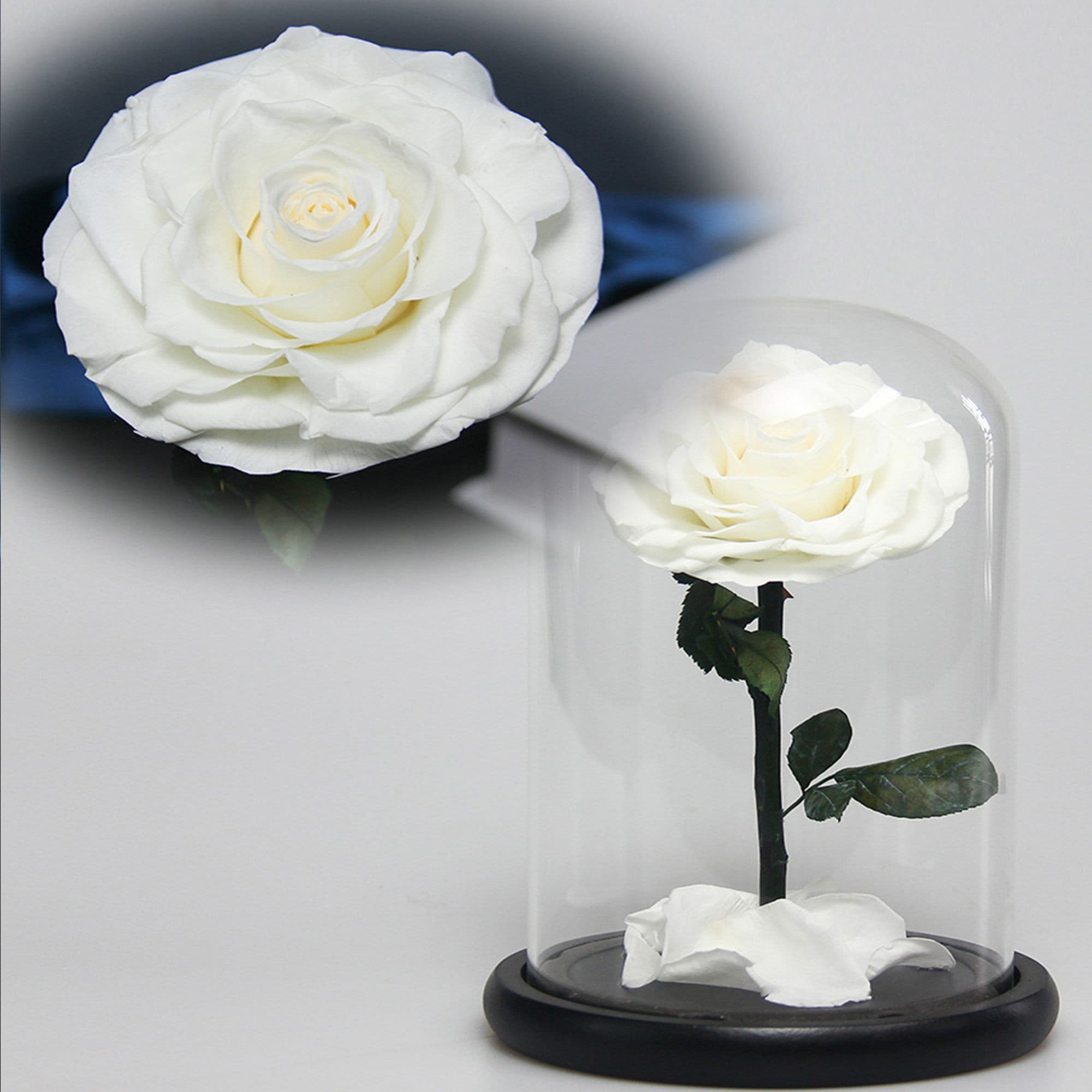 Preserved White Rose in a Glass Dome | Valentine's Day | Birthday Gift ...