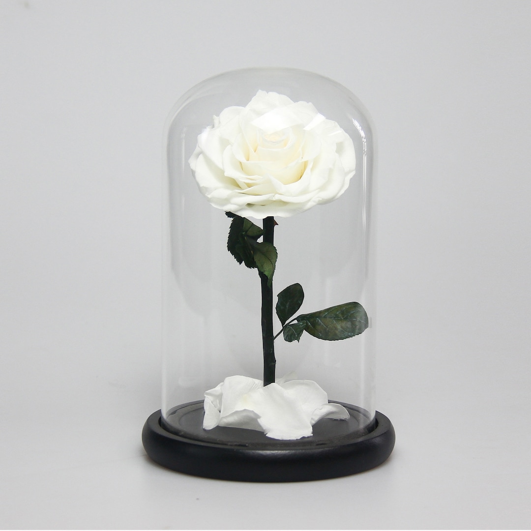Preserved White Rose in a Glass Dome | Valentine's Day | Birthday Gift ...