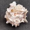 Medium Frog Seashells Creamy Tan Bursa Rana (5 Shells Approx. 2+ Inches ...