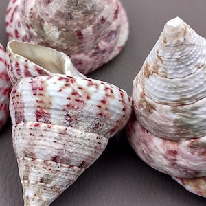 Strawberry Trochus Seashells Red White Rochia Conus (4 Shells Approx. 1 ...