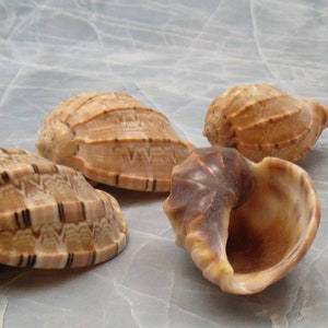 David Harp Seashells Harpa Davidus (5 Shells Approx. 1+ Inches) Special ...