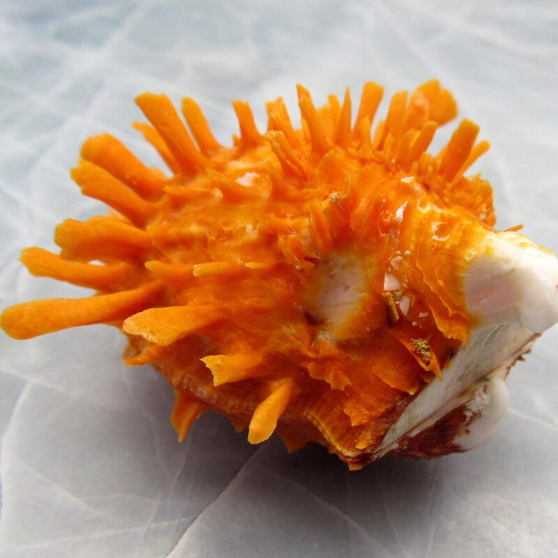 Spondylus - Etsy