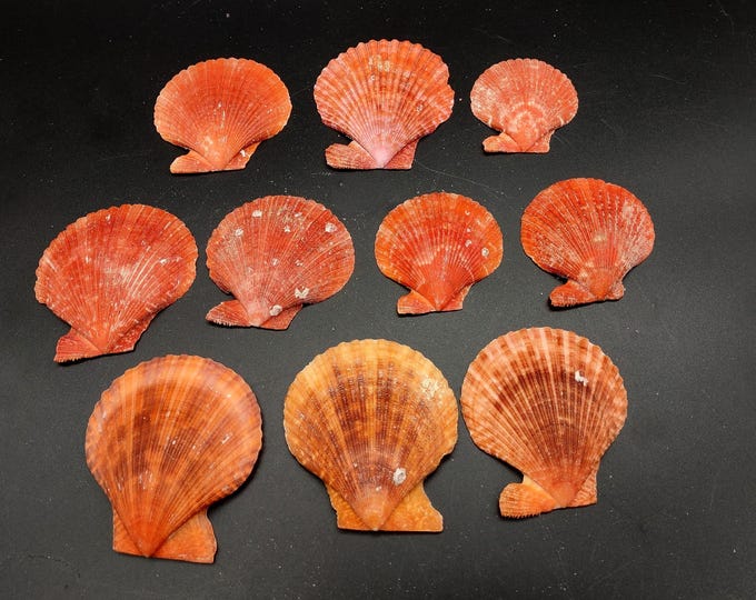 Hawaiian Sunrise Shell Necklace With Golden Pukas and a Locking ...