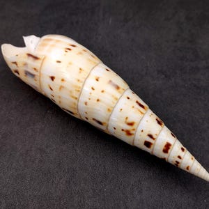 Marlinspike Auger Seashell Terebra Maculata (1 Shell Approx. 6-7 ...
