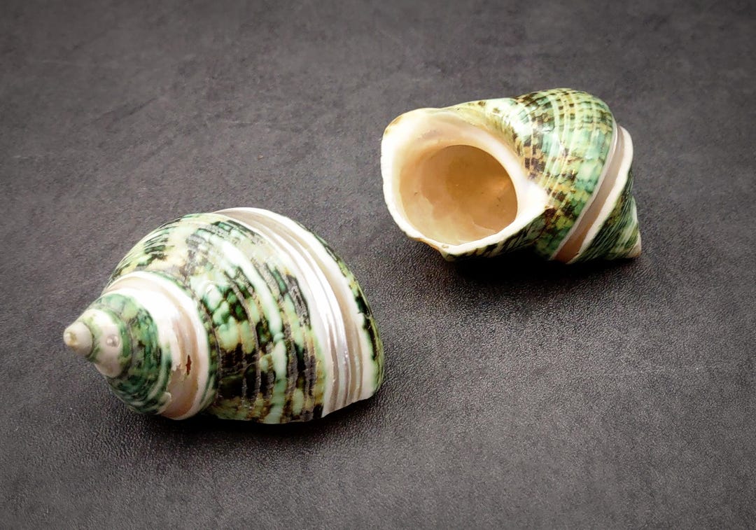 Green Silver Mouth Turbo Seashells With Pearlized Stripe Turbo ...