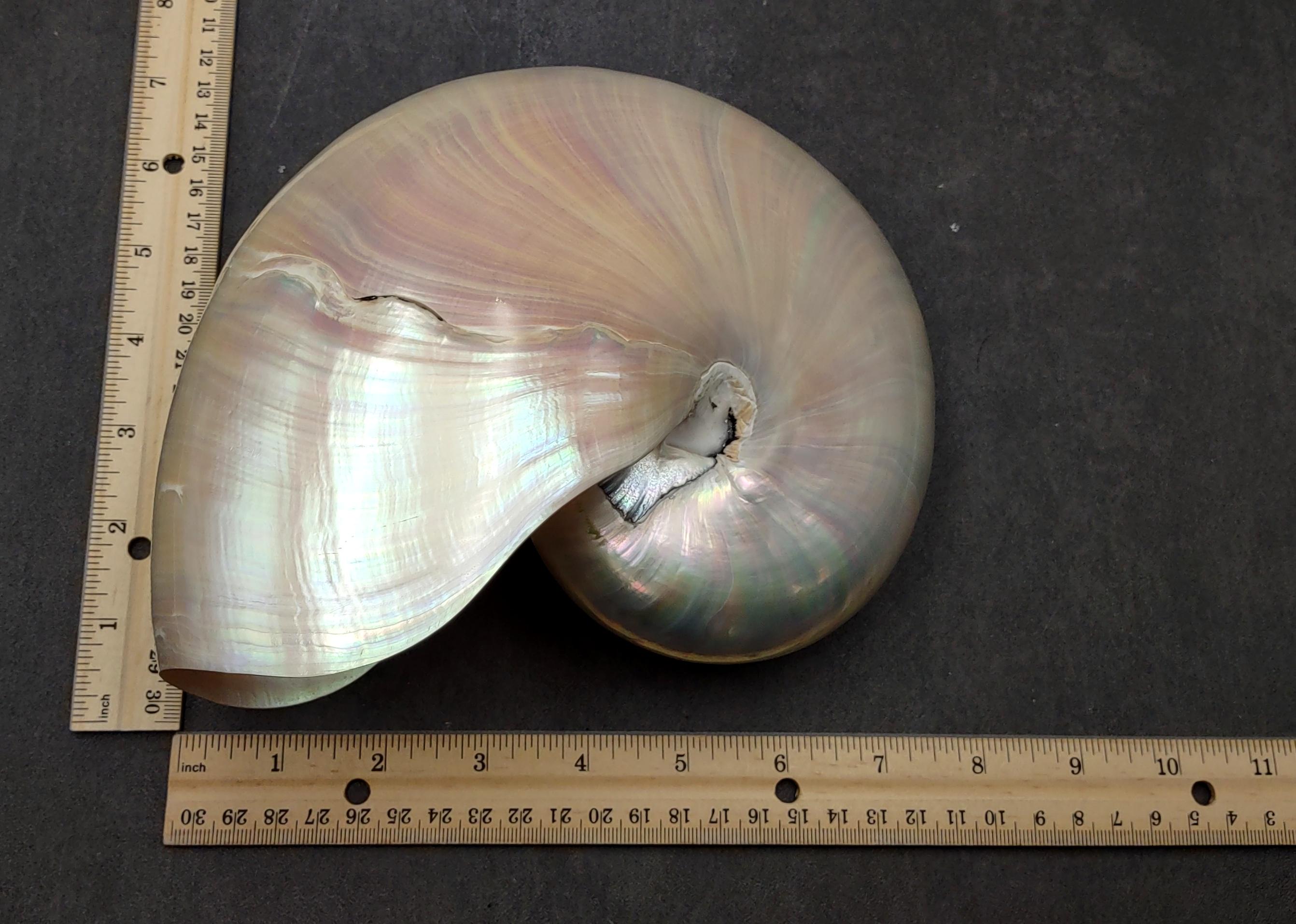 Pearlized Nautilus Seashell Polished Nautilus Pompilius (1 Shell Approx ...