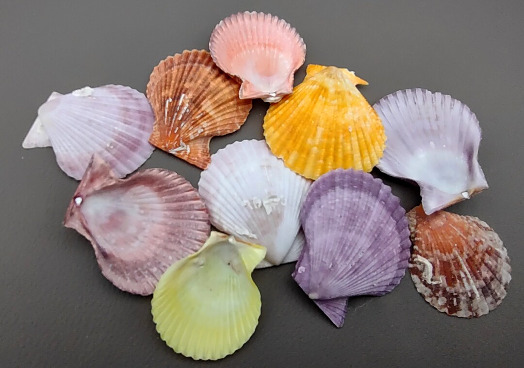 Noble Scallop Seashells Pecten Nobilis 10 Shells Approx. 1.5 Inches ...