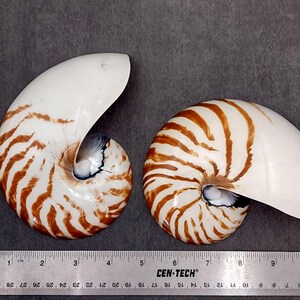Polished Natural Nautilus Seashell Right Cut Single Half Nautilus ...