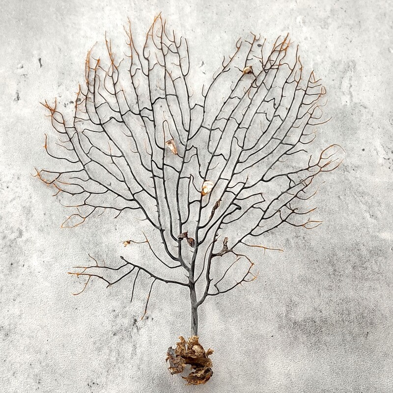 Sea Fan Coral - Etsy