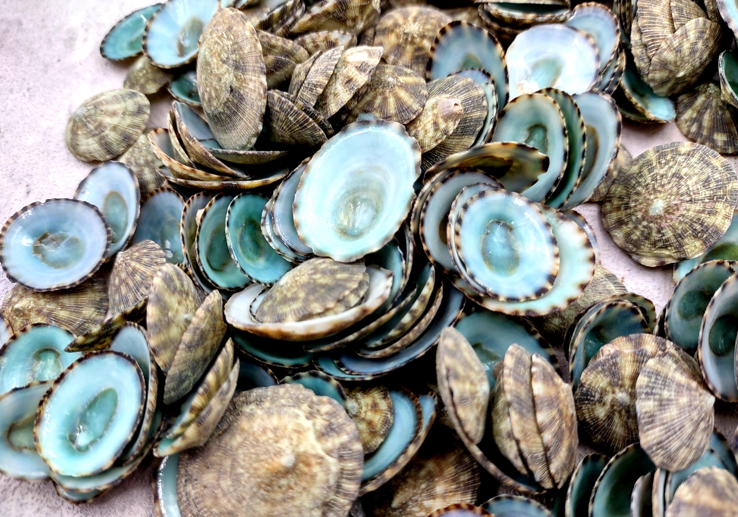 Green Limpet Seashells Sutorria Mesoleuca (1 Cup Approx. +/-220 Shells ...