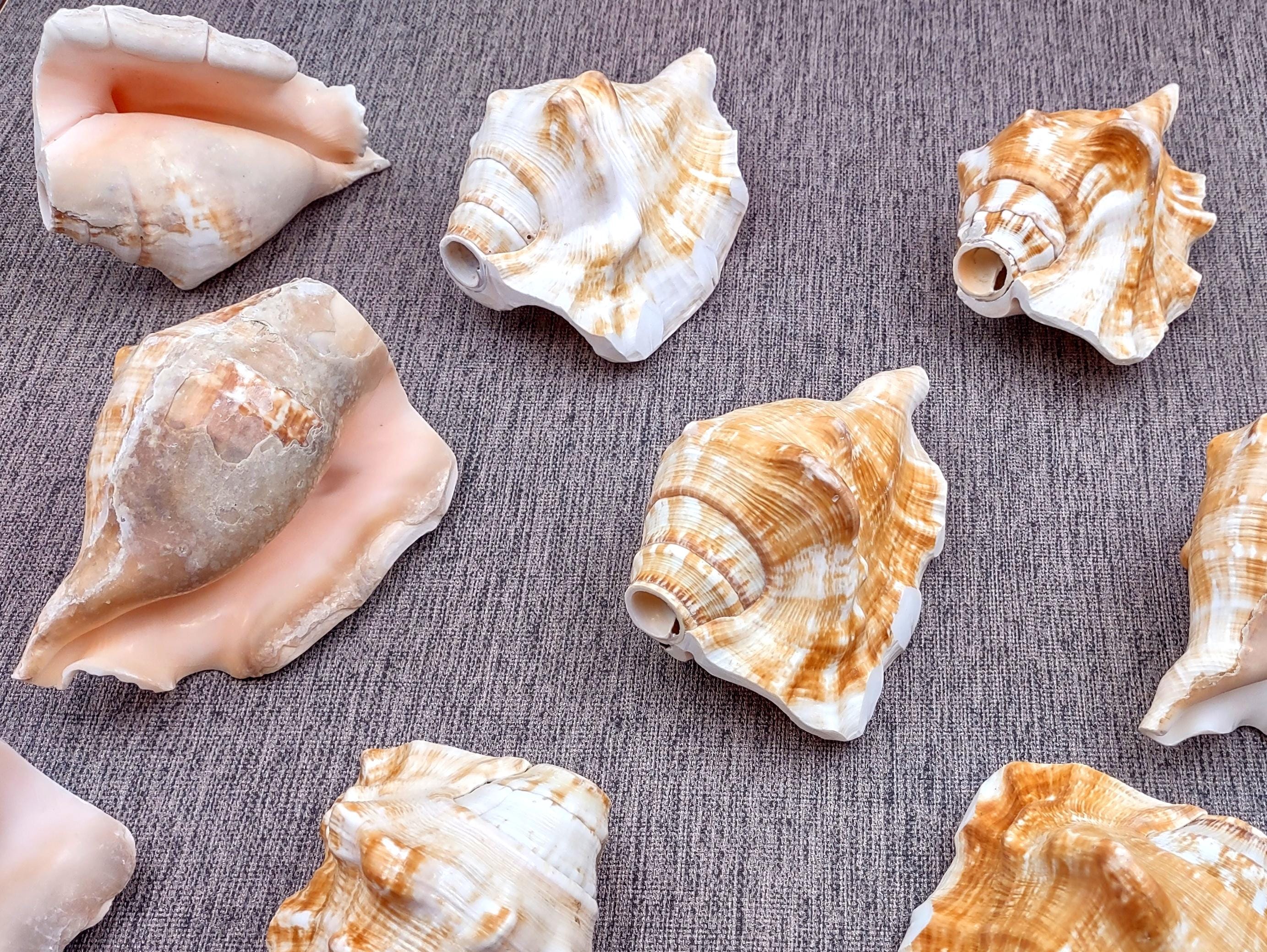 Lambis Conch Seashell Horn Trumpet Musical Instrument (1 Shell Approx ...