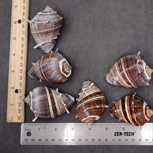 King Crown Conch Seashells Melongena Corona 2 Shells Approx. 2 Inches ...