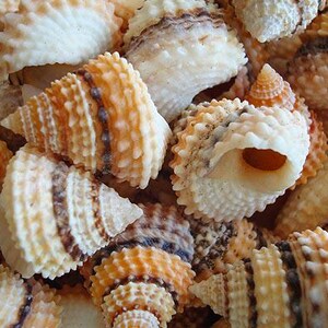 Coronate Prickly Winkle Seashells tectarius Coronatus 6 Shells Approx ...