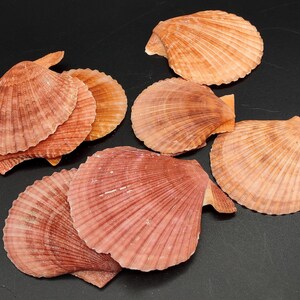 Amber Orange Scallop Seashell Halves Noble Pecten Nobolis (approx ...