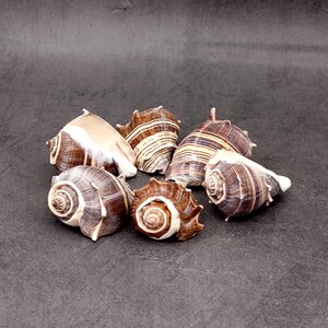 King Crown Conch Seashells Melongena Corona (2 Shells Approx. 2+ Inches ...