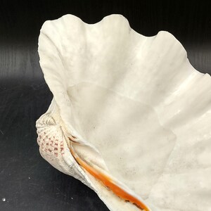 Giant Clam Shell Half (1 Half Shell Approx. 15.25L X 4.5H X 9.5D Inches ...
