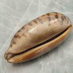 Tortoise Cowrie Seashell Cypraea Testudinaria (1 Shell Approx. 3 ...